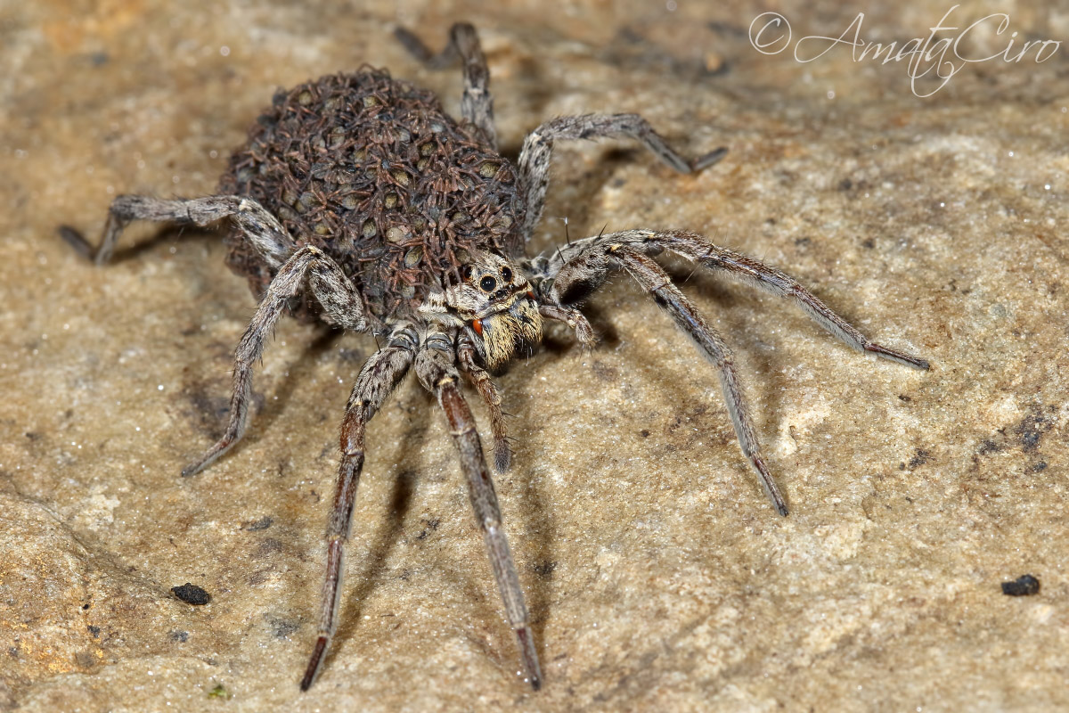 Hogna radiata (Latreille, 1817) - amatafoto