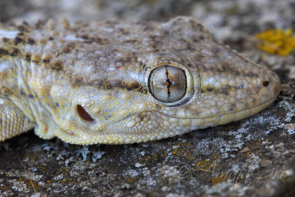 Geco comune - amatafoto